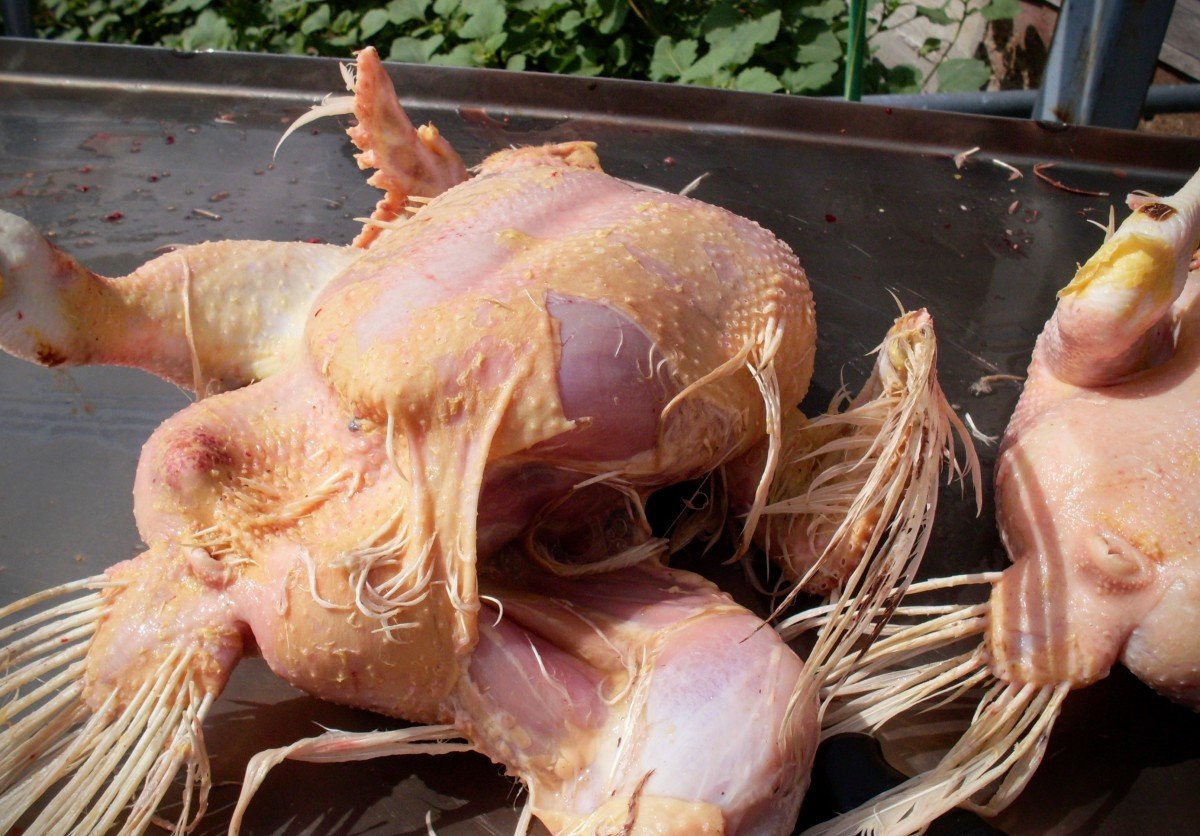 How to pluck a chicken without scalding | Chicken Things & More