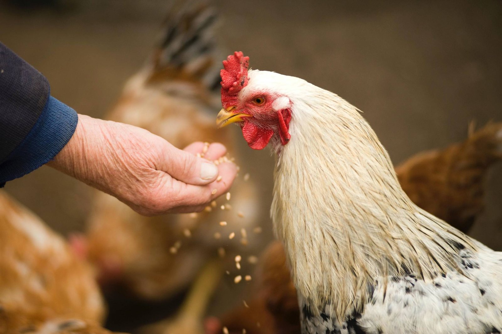 How Much Feed Per Chicken Big Insights On Poultry Feeding Chicken How Much Feed Per Chicken Big Insights On Poultry Feeding Chicken