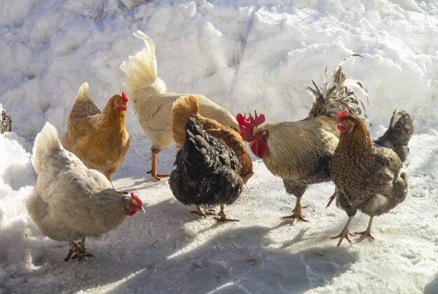 What disease can you get from chicken poop | Chicken Things & More
