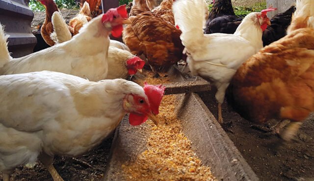 How Much Feed Does A Chicken Eat Per Day? Here Are The Facts - Chicken ...