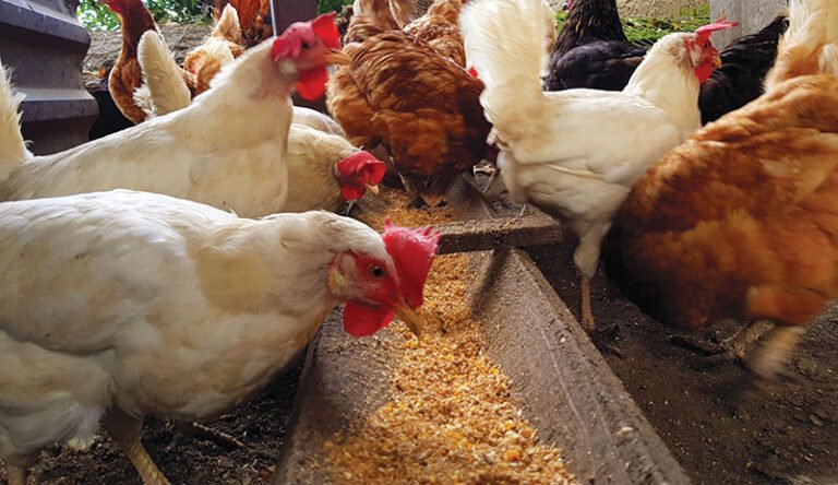 How Much Feed Does A Chicken Eat Per Day? Here Are The Facts - Chicken ...