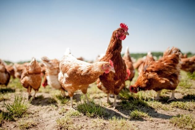 What herbs act as natural calcium sources for hens | Chicken Things & More